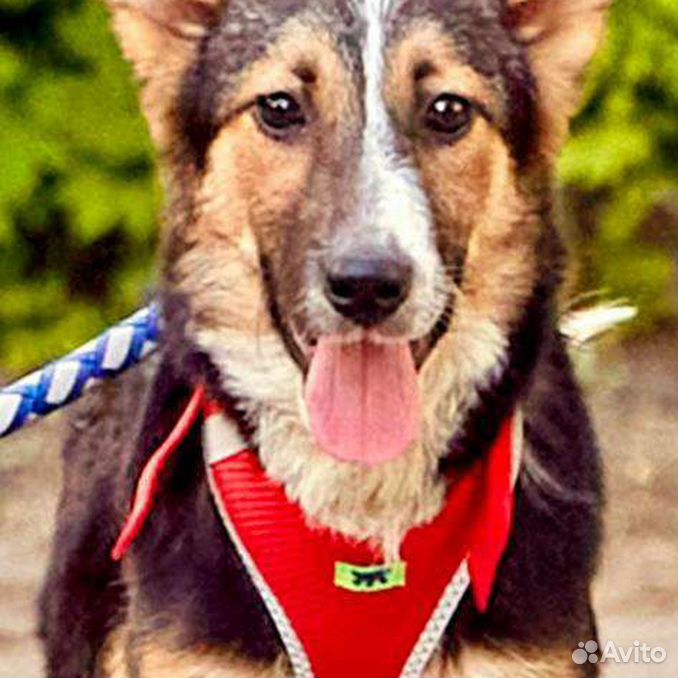 Малышка Афина Небольшая собачка Щенок в дар