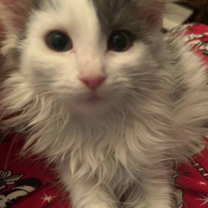 Котёнок девочка с СНТ