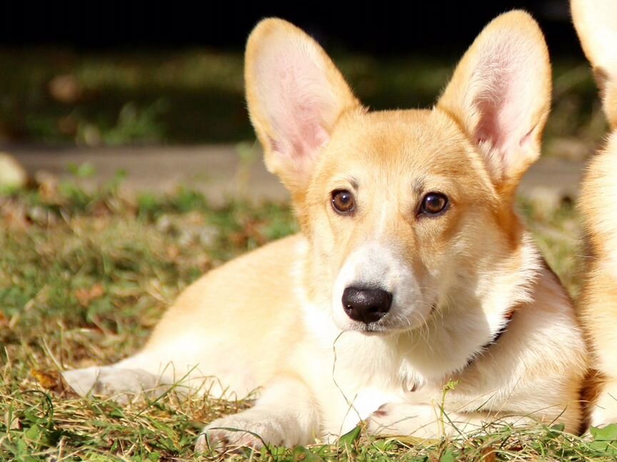 Вельш-корги пемброк