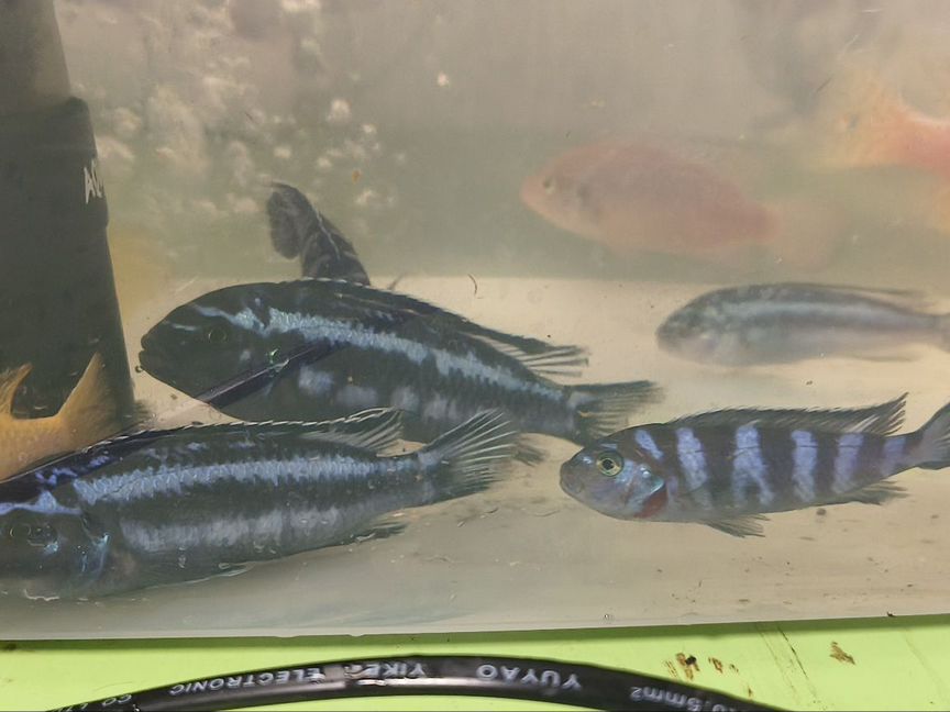 Рыбки цихлиды