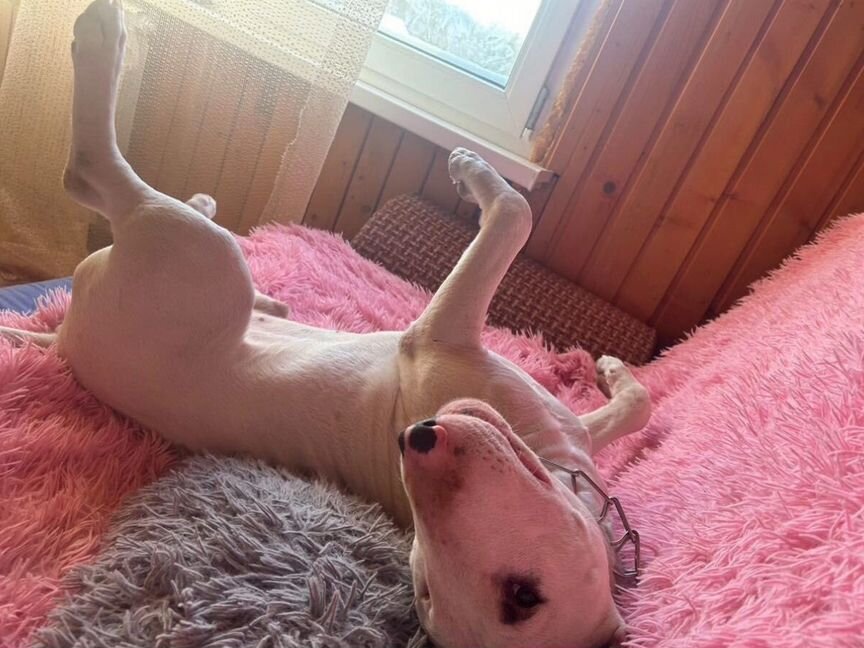 Стандартный бультерьер