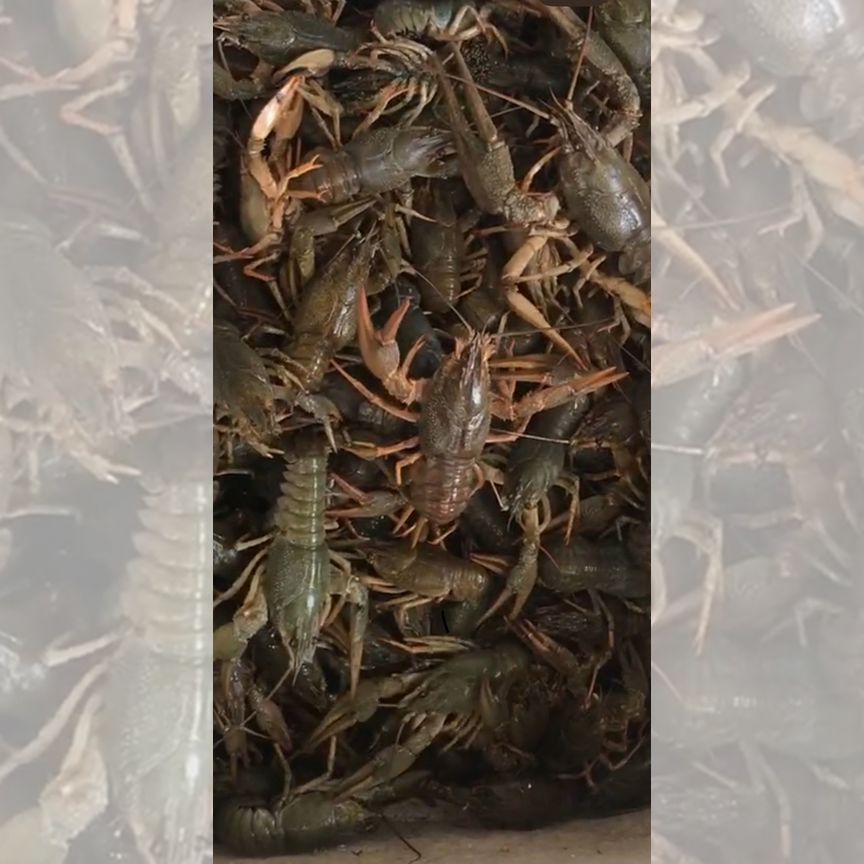 Продам живые раки