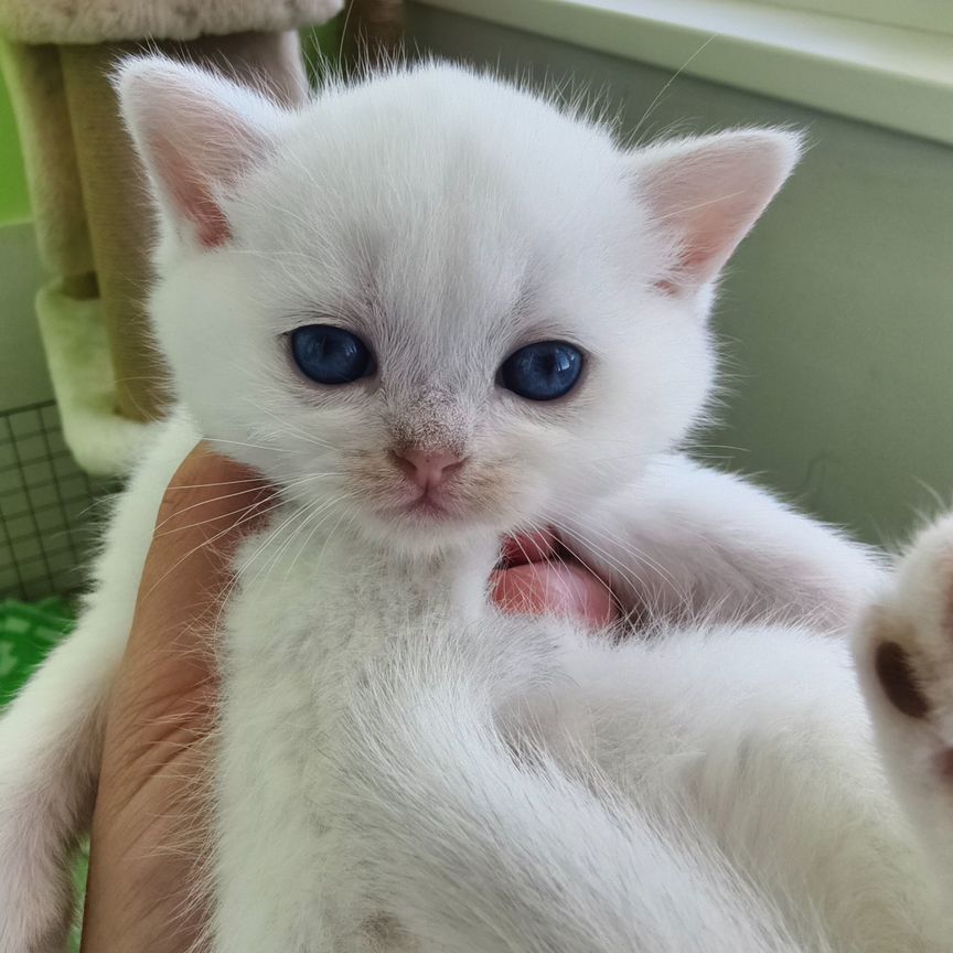 Британский короткошёрстный котёнок