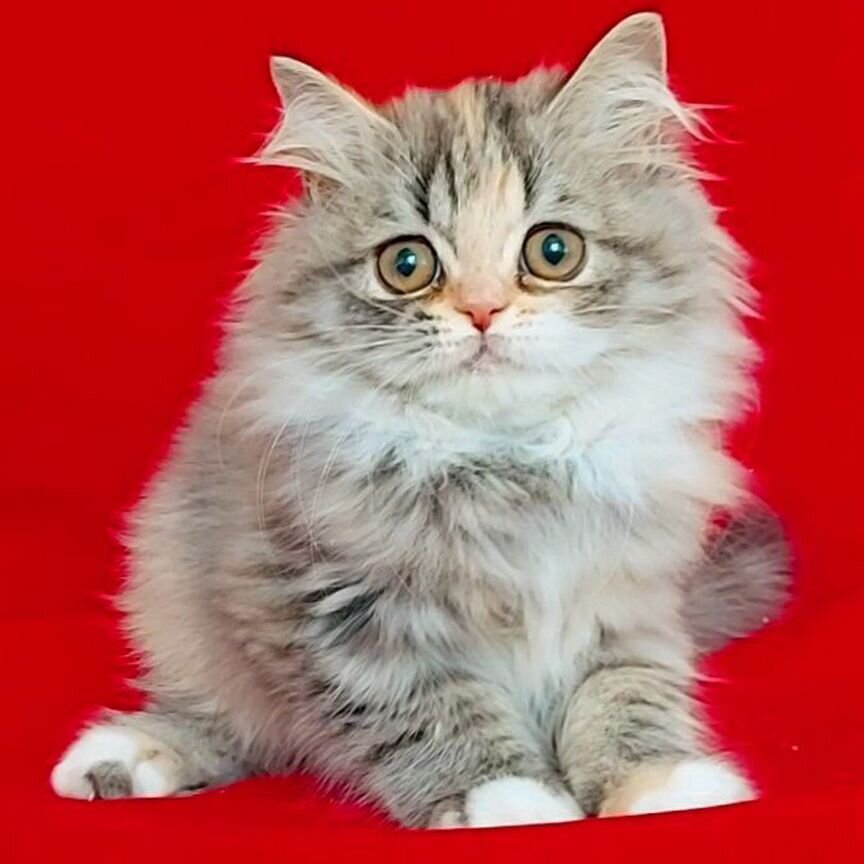 Пушистая принцесса