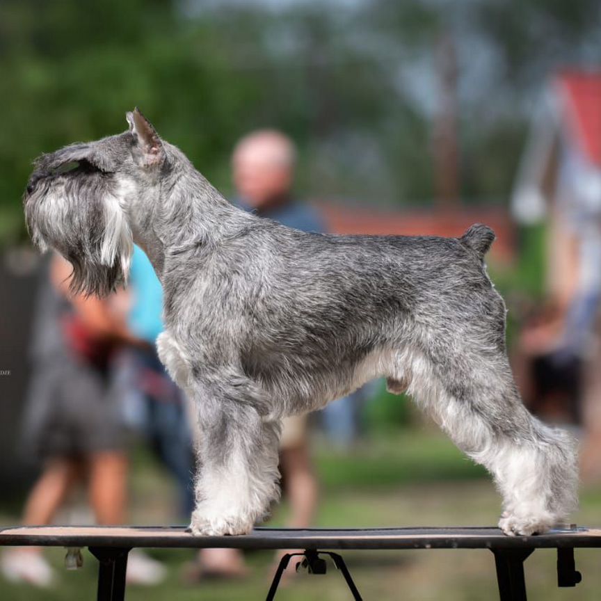 Цвергшнауцер, щенок