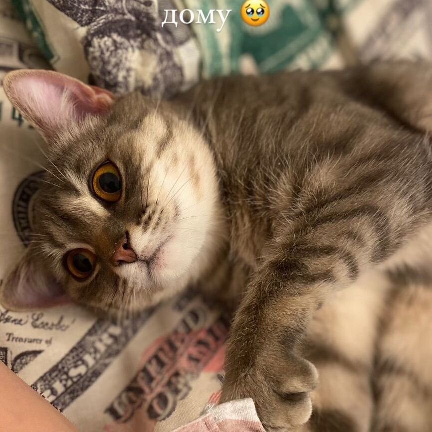 Кошечка ищет дом