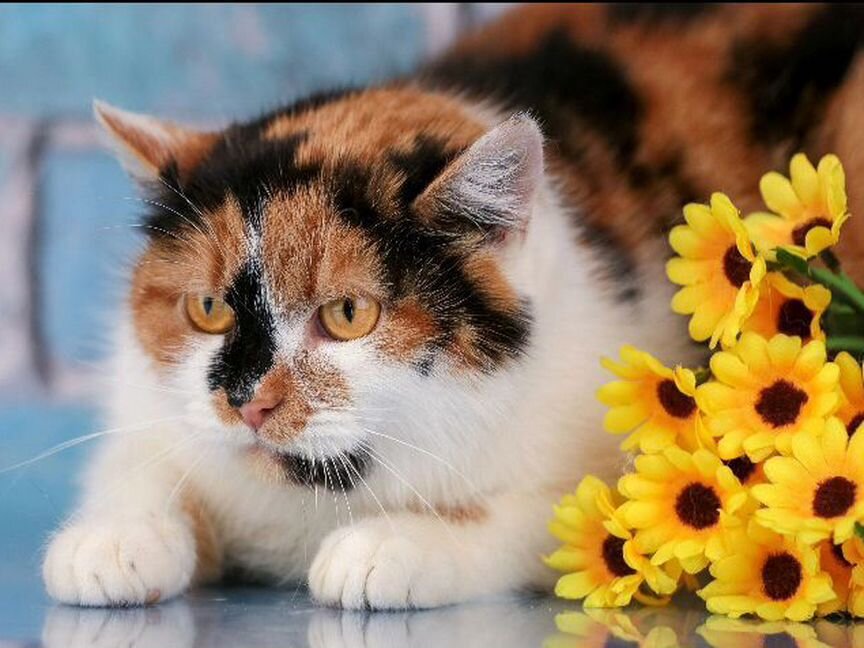 Стерилизованная Дульсинея добрым людям