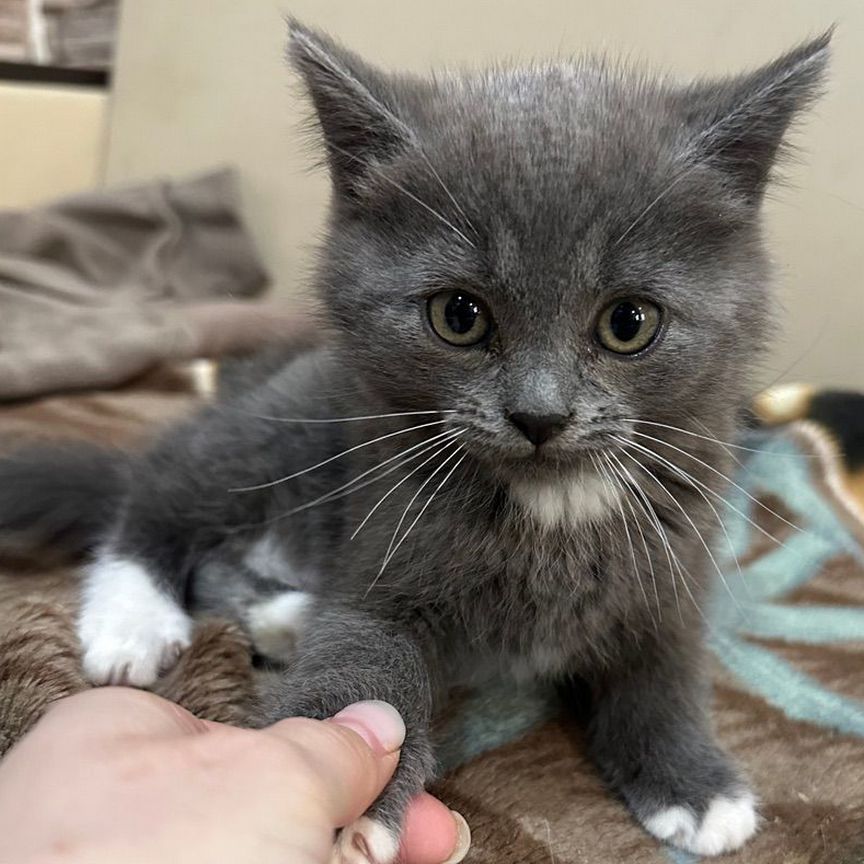 Шотландский прямоухий длинношёрстный котёнок