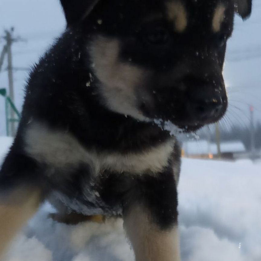 Щенок с двухцветным языком