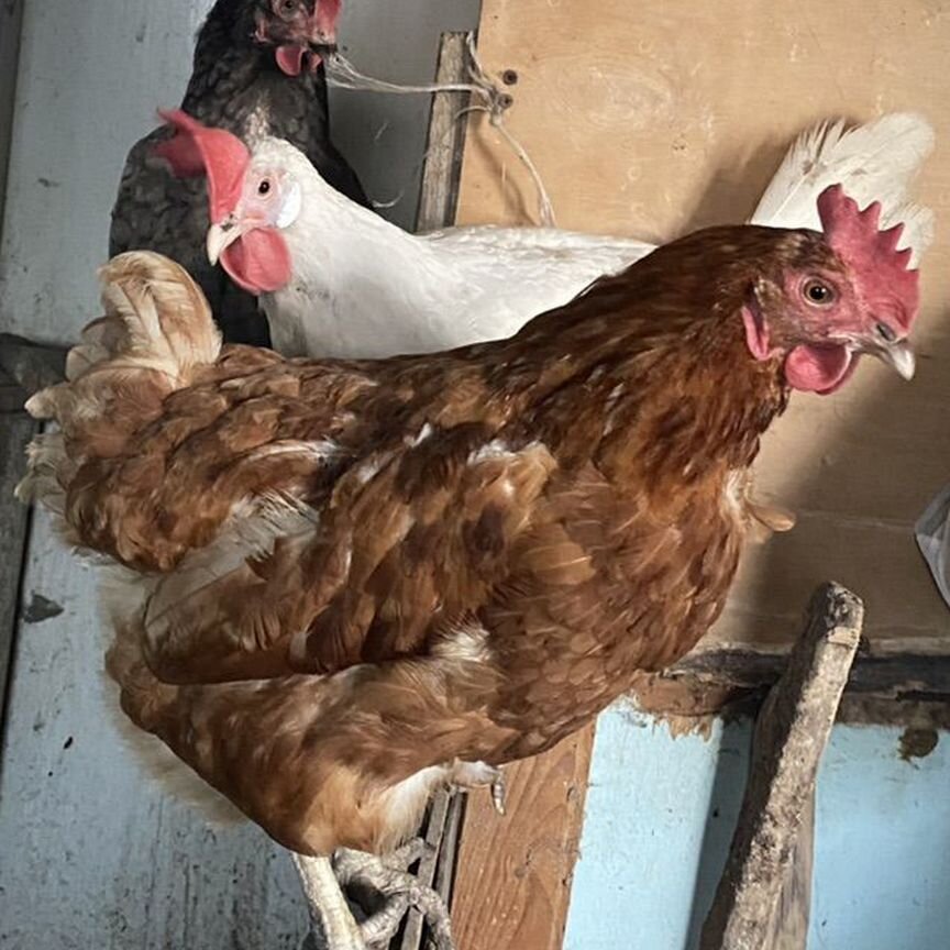 Продаются куры несушки