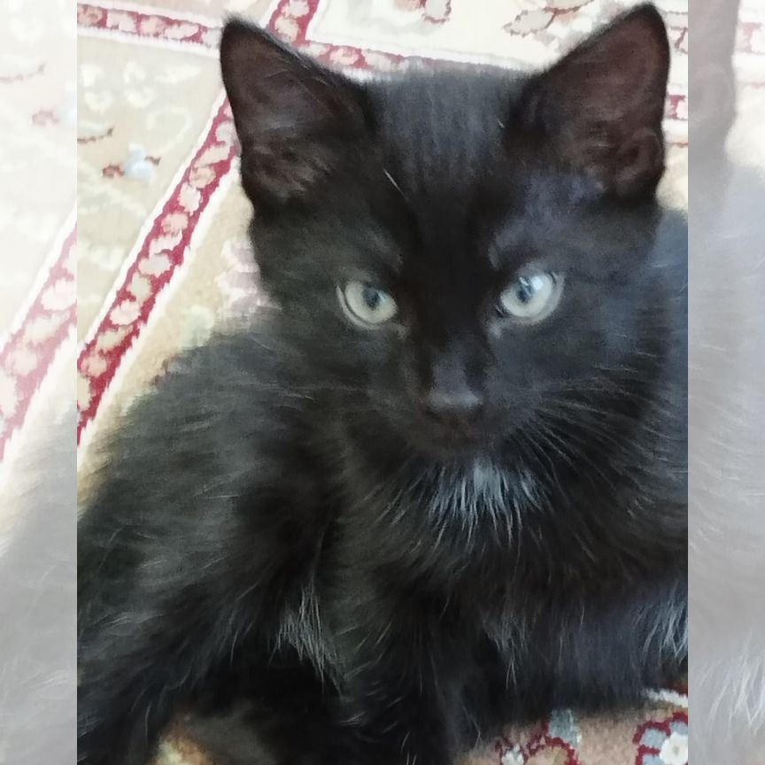 Котёнок в добрые руки