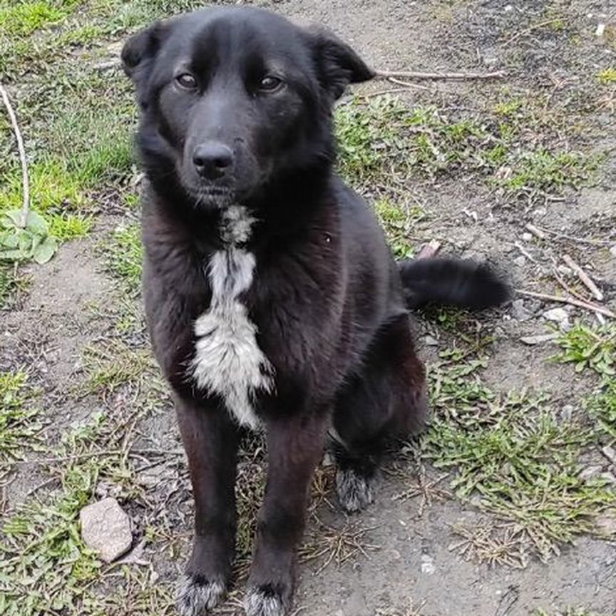 Щенок в добрые руки