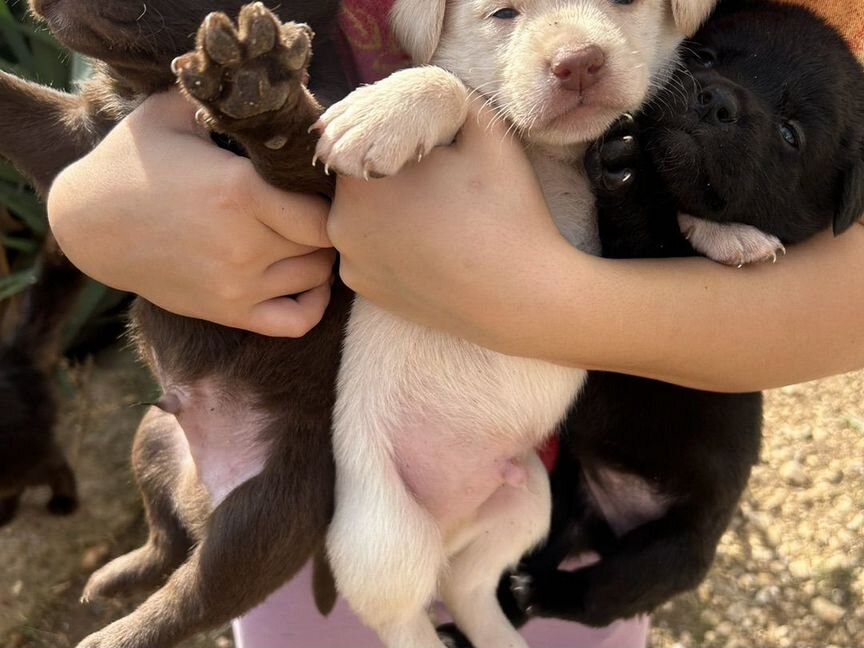 Щенки лабрадора