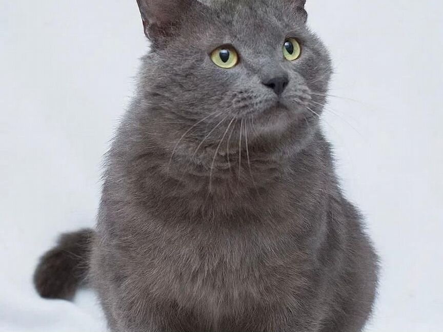 Русская голубая кот Лаврик