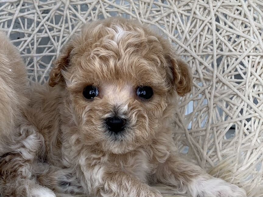 Щенки Микро Пушон (бишпу) первые в России