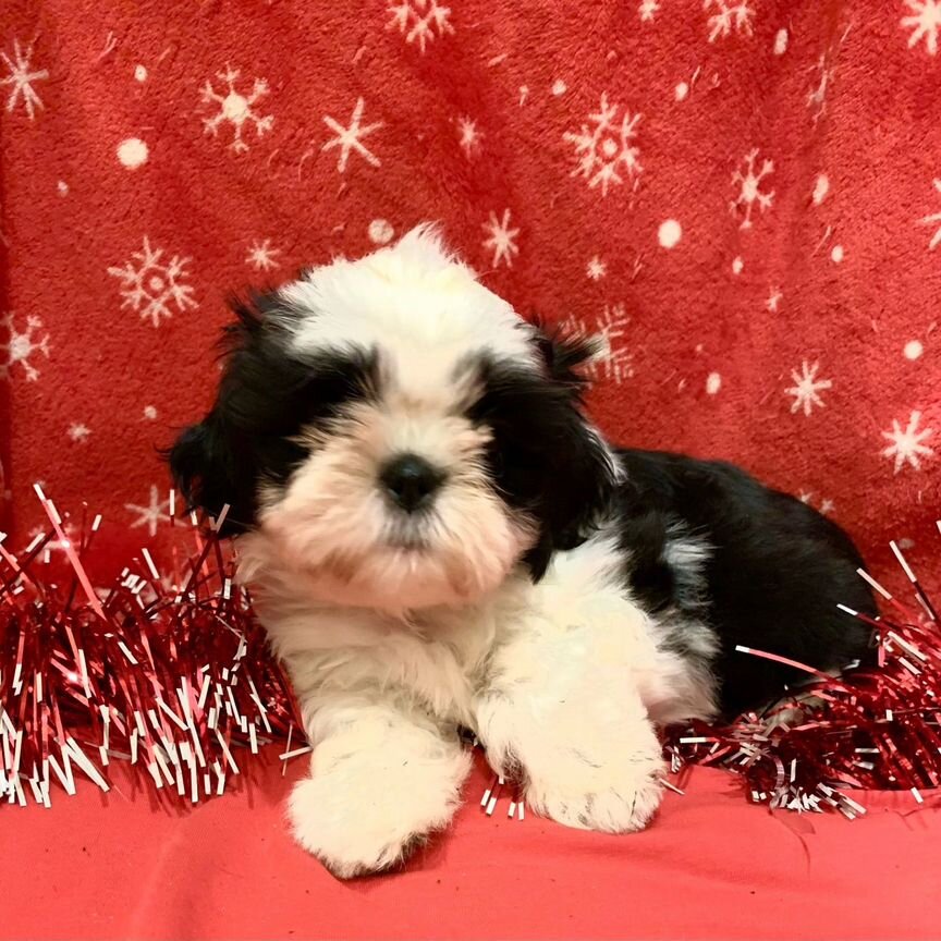 Щенки ши-тцу