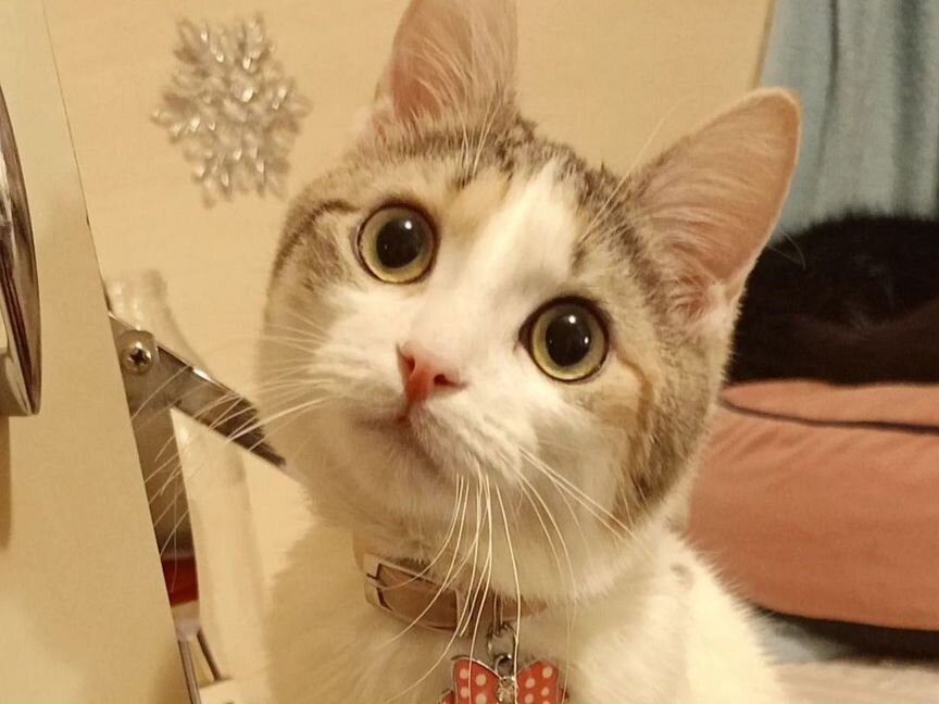 Кошка Ненси, 4 месяца в добрые руки
