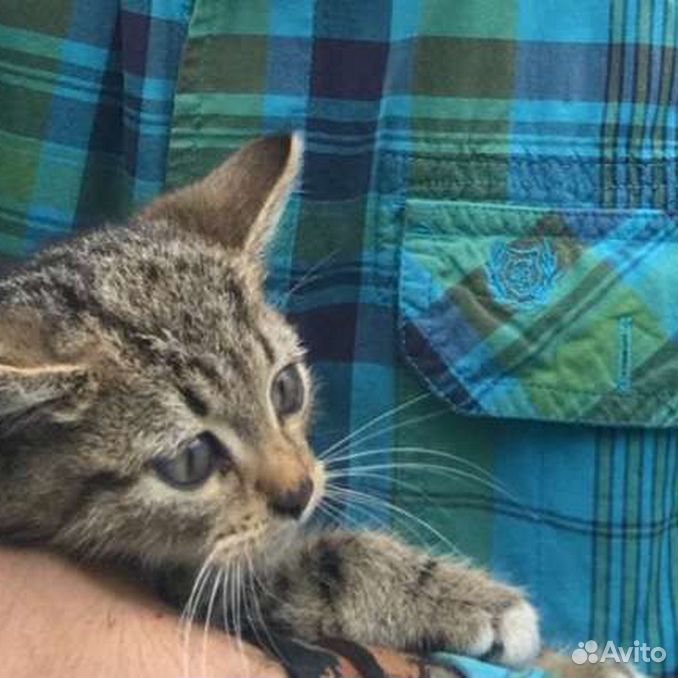 Котенку некуда идти