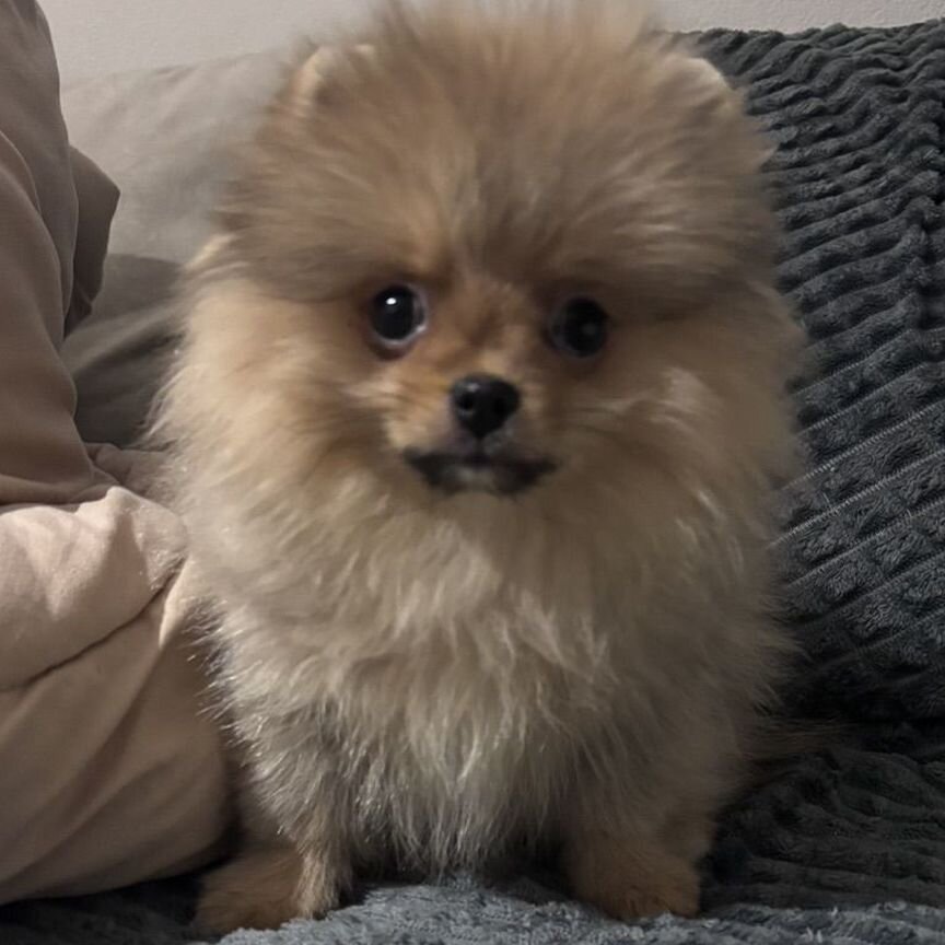 Померанский шпиц, щенок