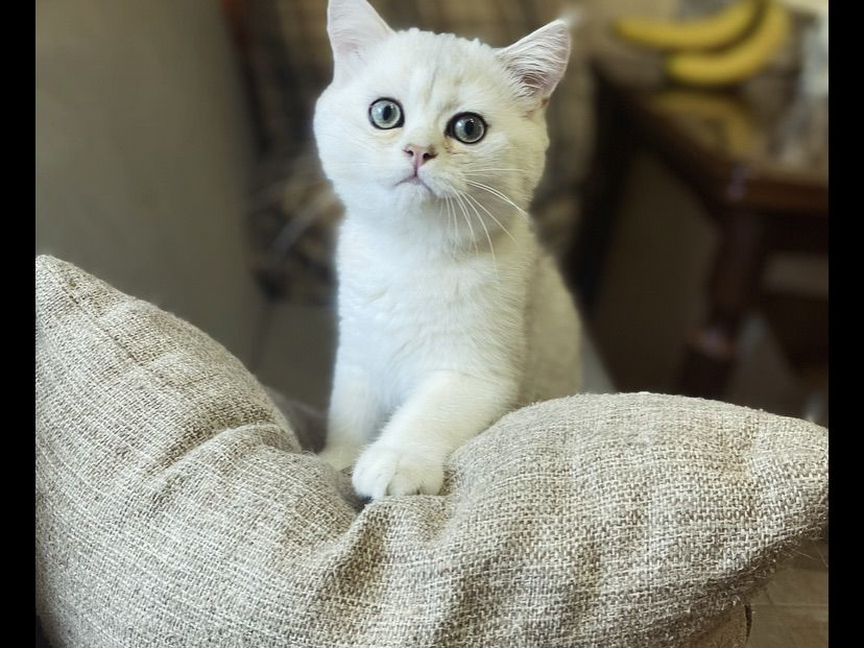 Шотландский котик Каспер