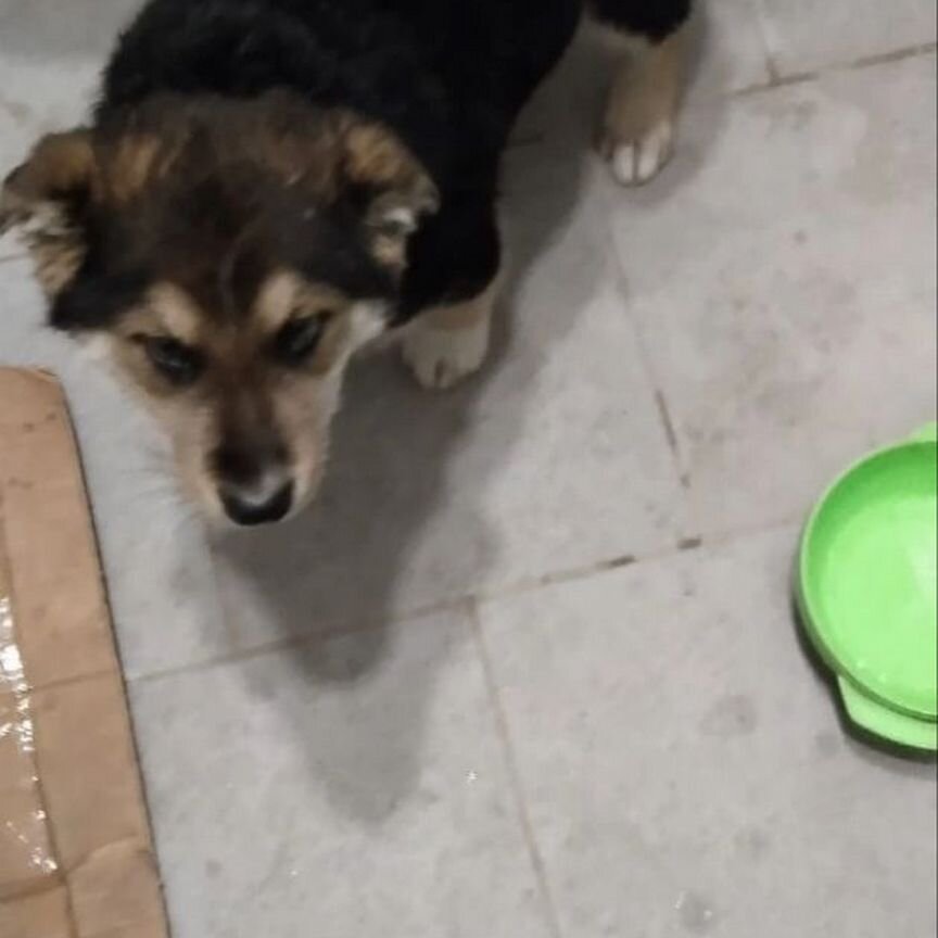 Щеночек надеется стать счастливым