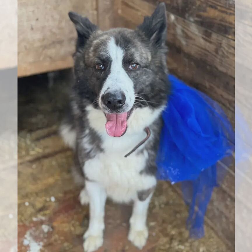 Взрослый пёс в добрые руки