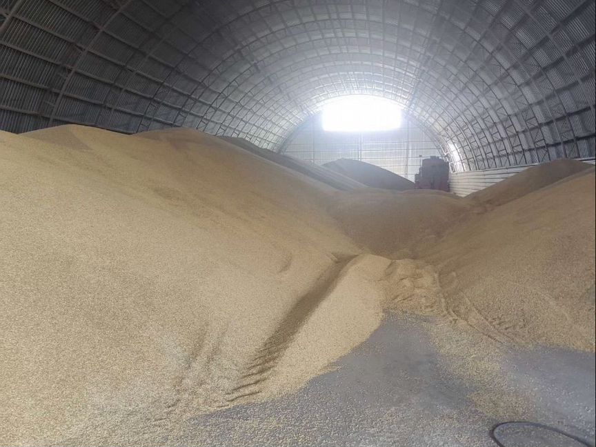 Рожь озимая, Рожь озимая на корм