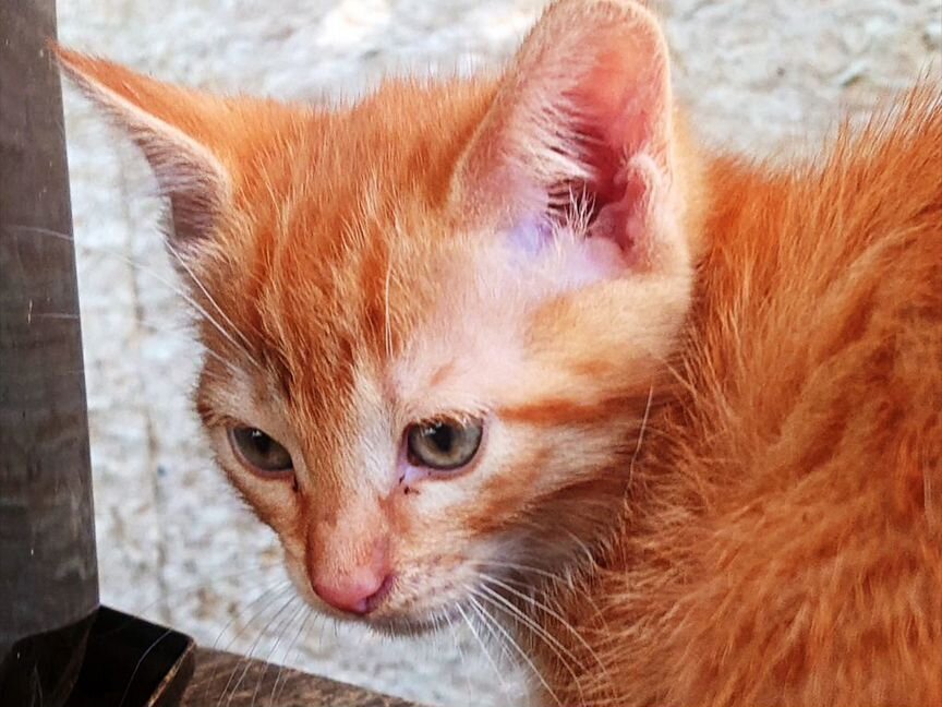 Котёнок. Котёнок. Котёнок