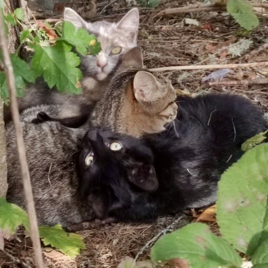 Котята в добрые руки бесплатно