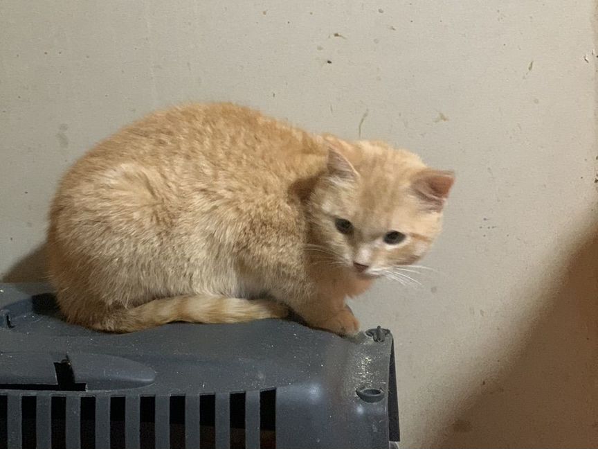 Рыжий котёнок девочка