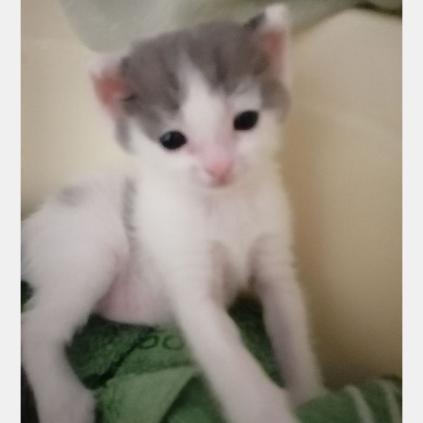Котята