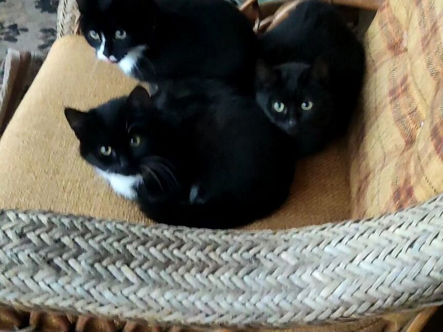 Троекотие ищет дом