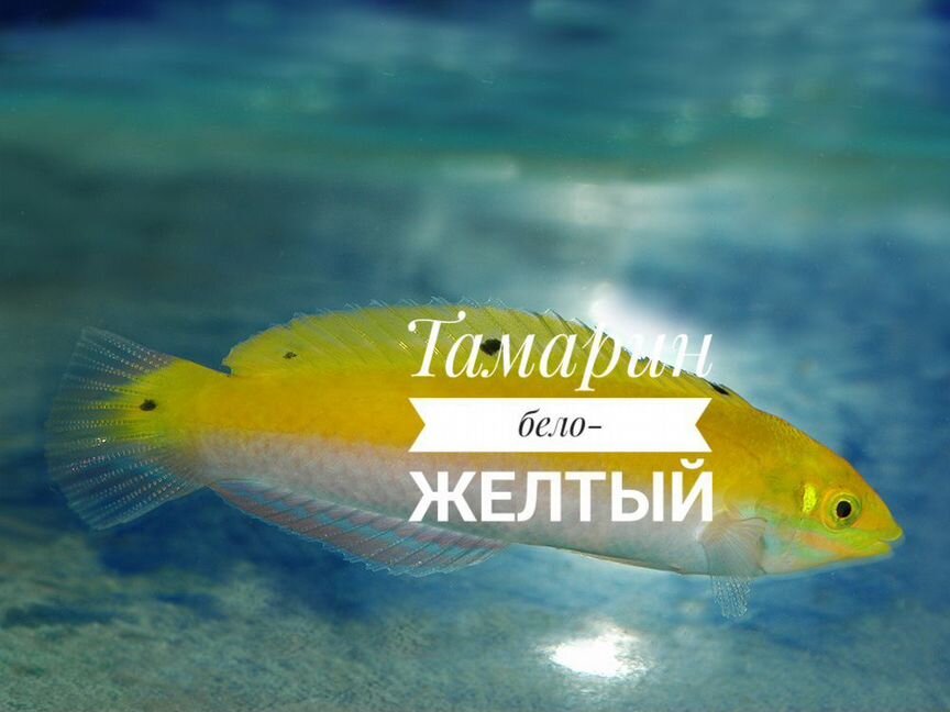 Тамарин бело-желтый, M (морская рыбка в наличии)