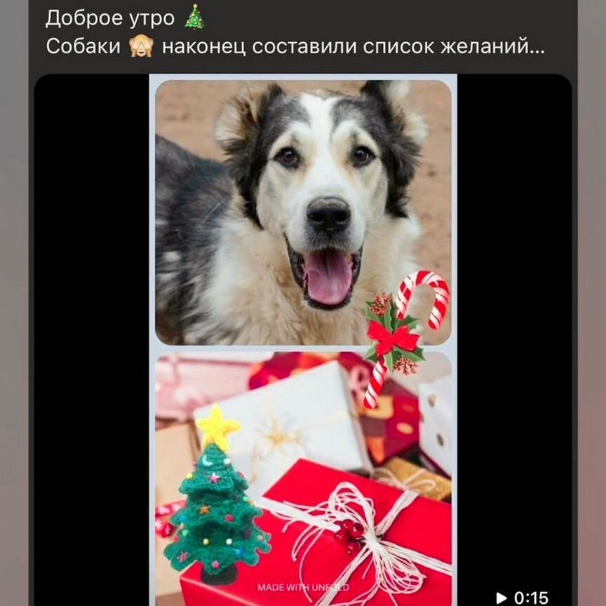 Отдам из приюта