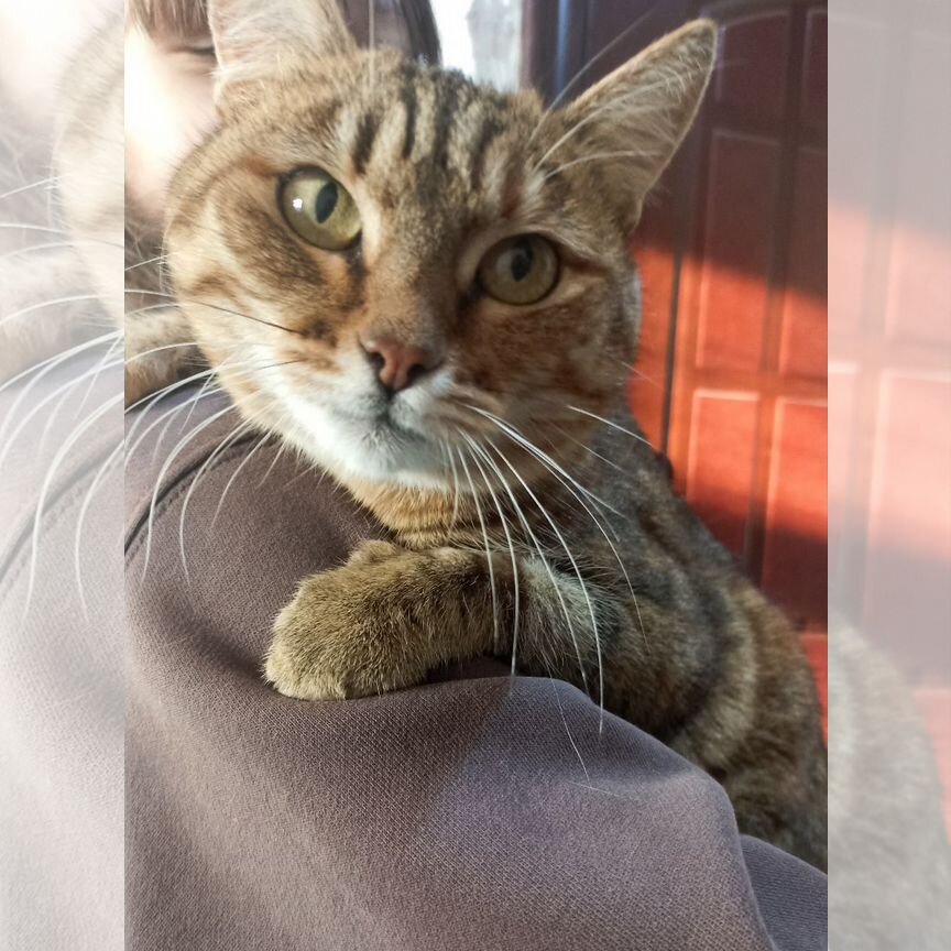 Взрослая кошка в добрые руки