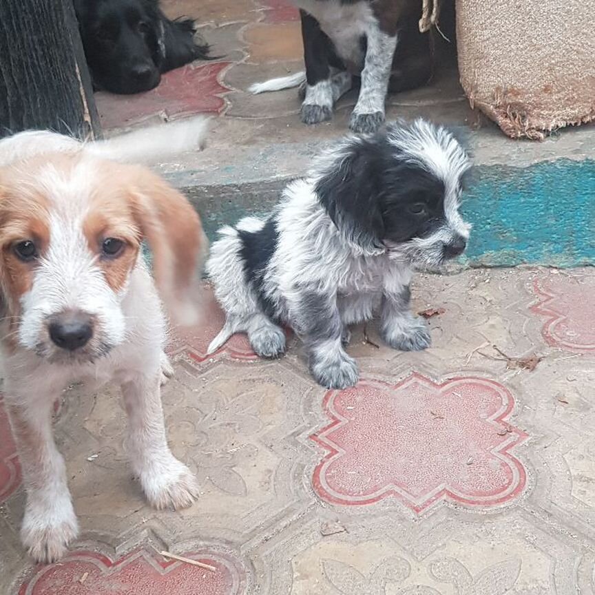 Отдам бесплатно щенки