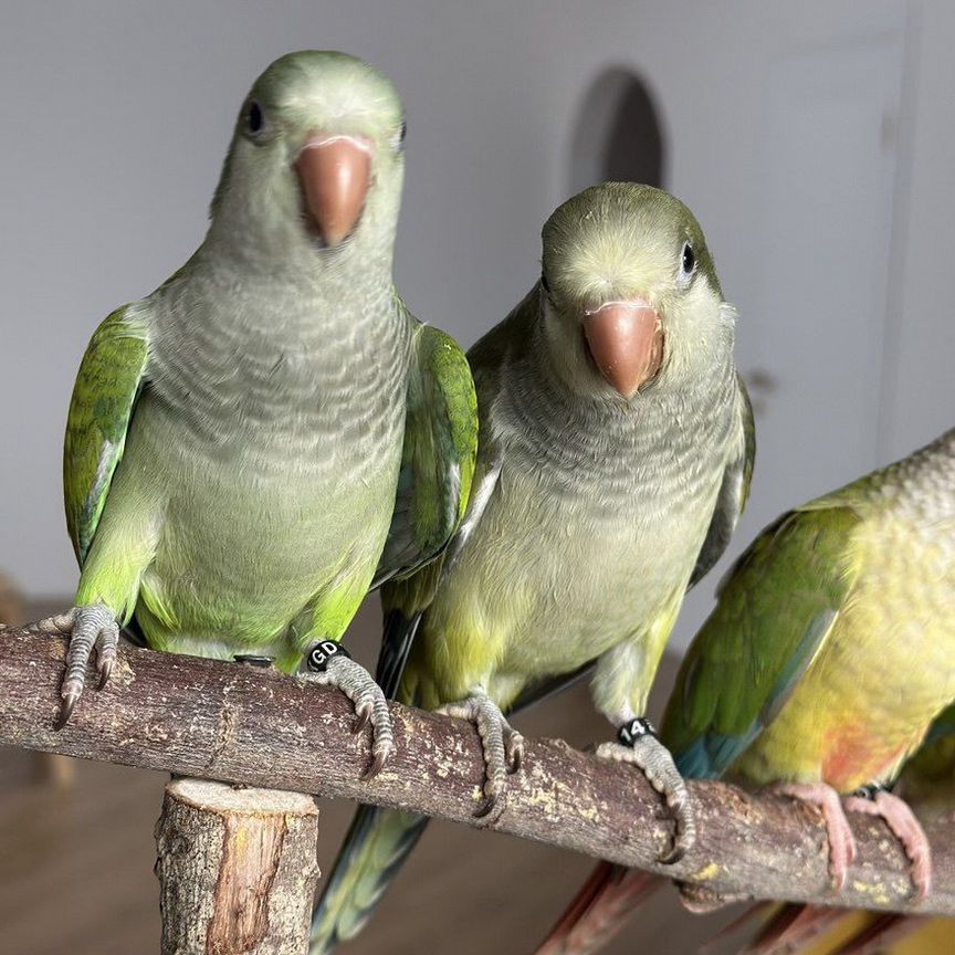 Ручной попугай монах и пиррура