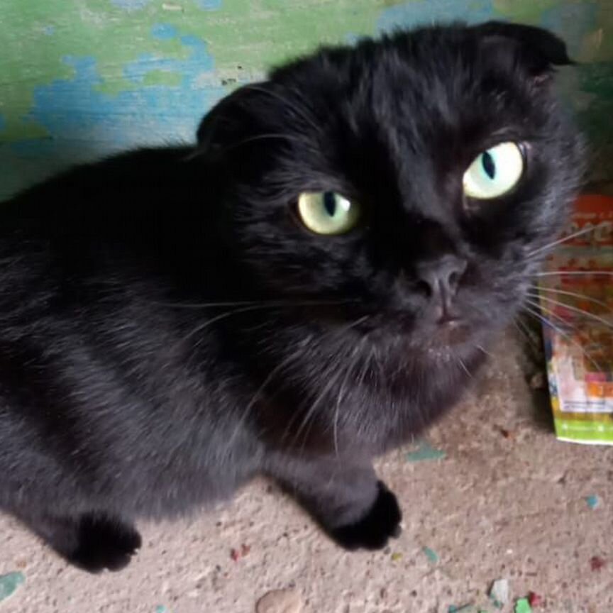 Кошка черная вислоухая