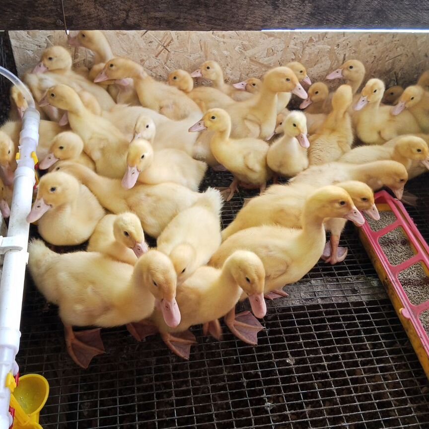 Утята старт 53 две недели