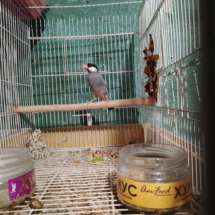 Рисовый амадин