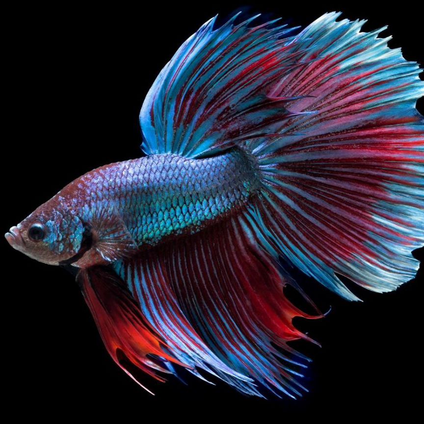 Петушки халф мун