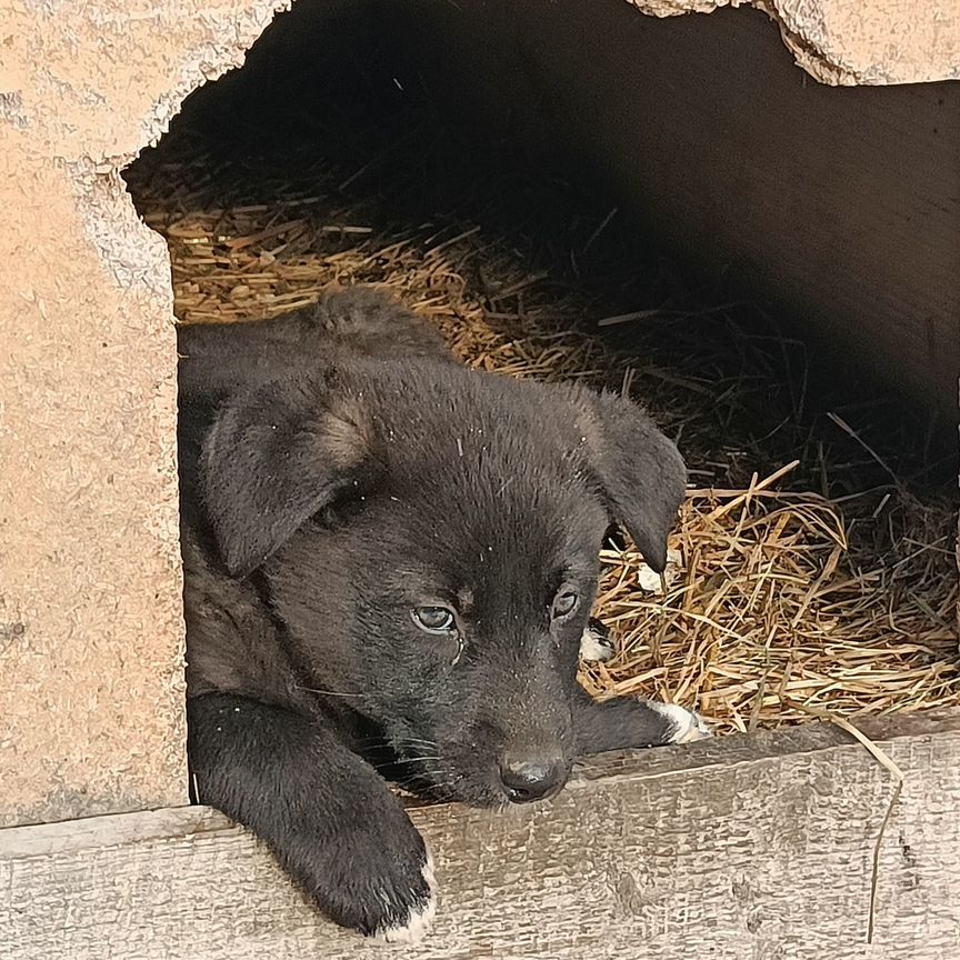 Щенок в добрые руки