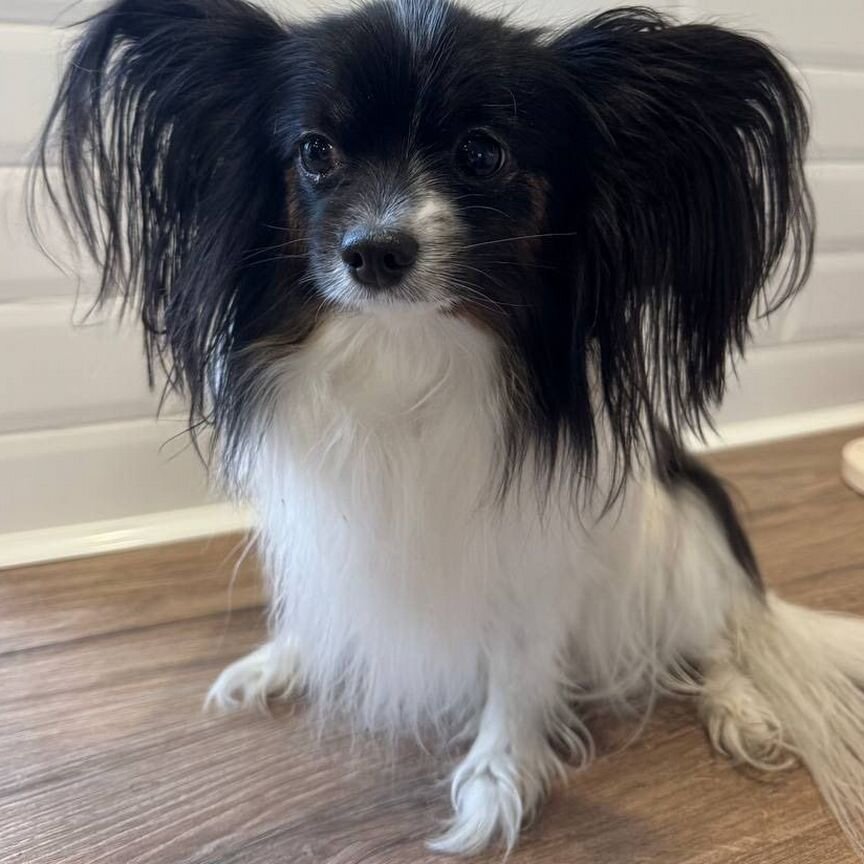 Континентальный той-спаниель папильон, взрослая собака