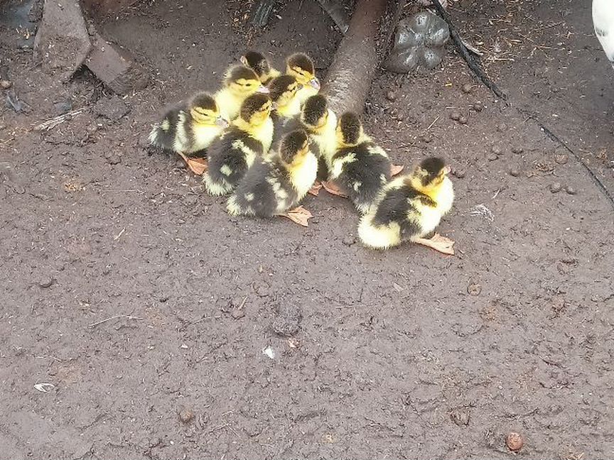 Продам домашних курочек и уток шипунов