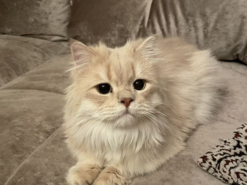 Кот и кошка британцы