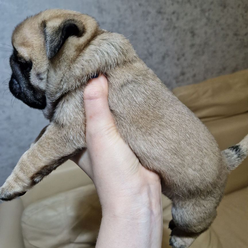 Мопс