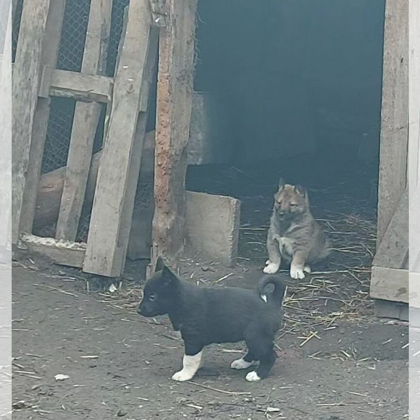 Русско-европейская лайка, щенок