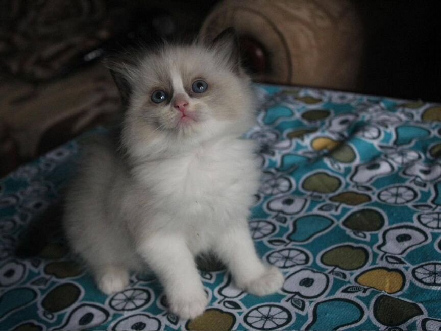 Котята рэгдолл