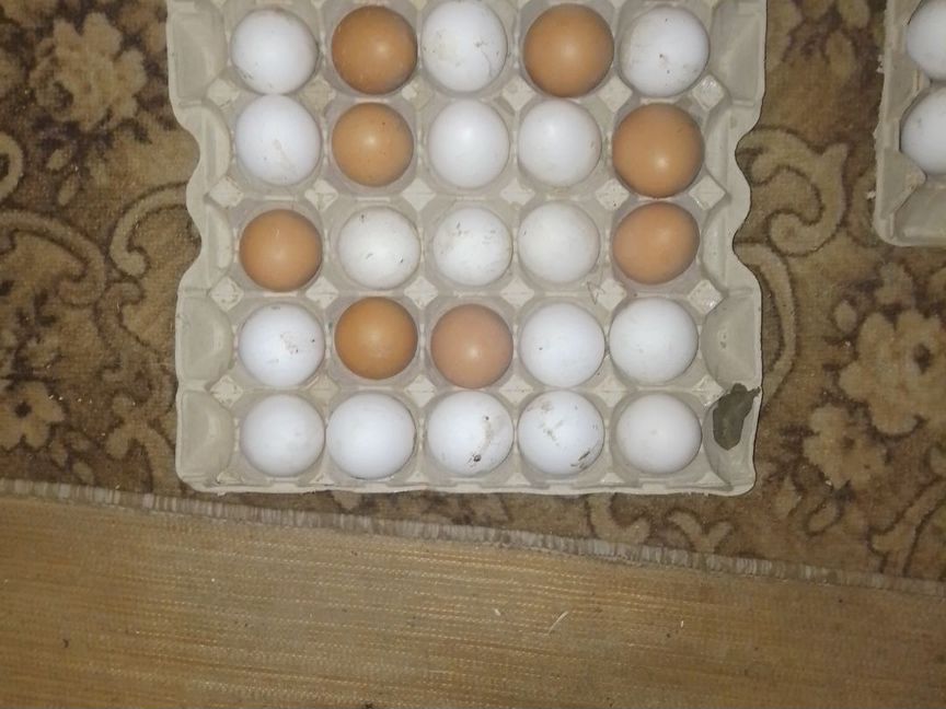 Правдою яйцо