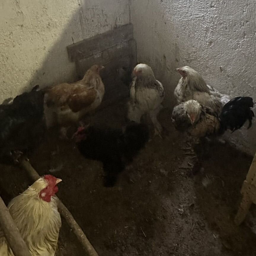 Продам семью птицы породы Брама